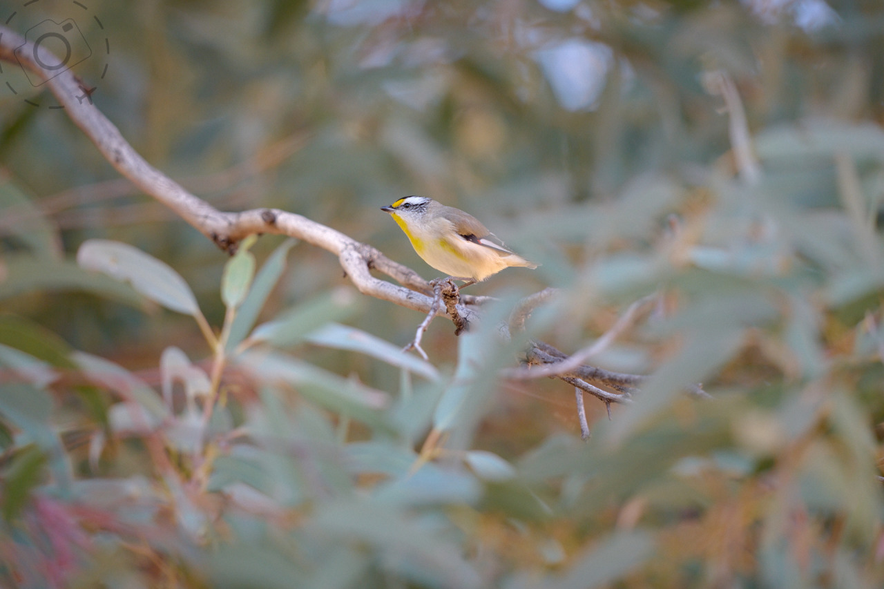 SIGMA 60-600mm Field Review