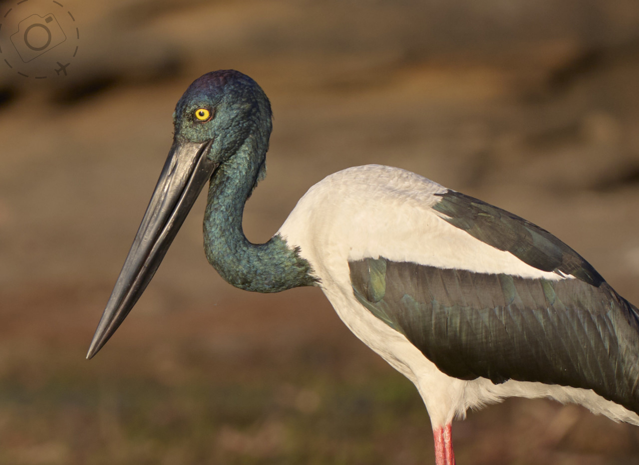 SIGMA 60-600mm Field Review