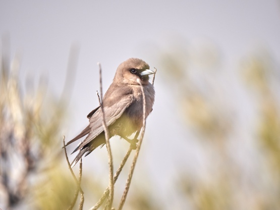 Birds of Uluru | Photo Essay