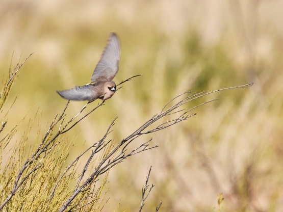 Birds of Uluru | Photo Essay