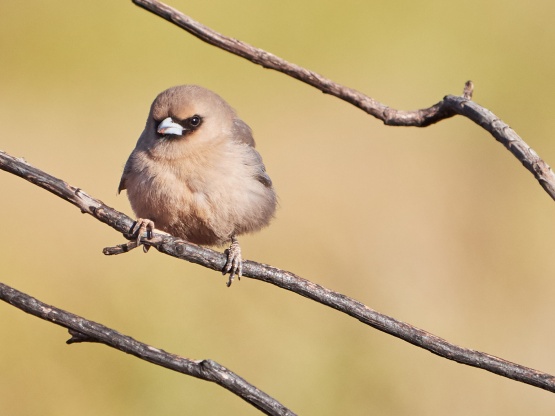 Birds of Uluru | Photo Essay