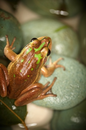 Bucket of Frogs - Photo Essay