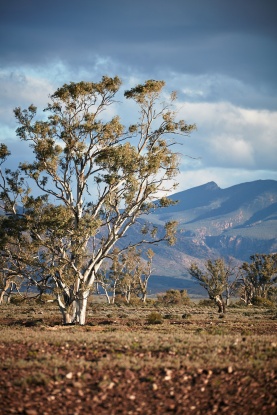 Flinders Ranges | Photo Essay