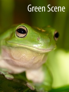 Bucket of Frogs - Photo Essay